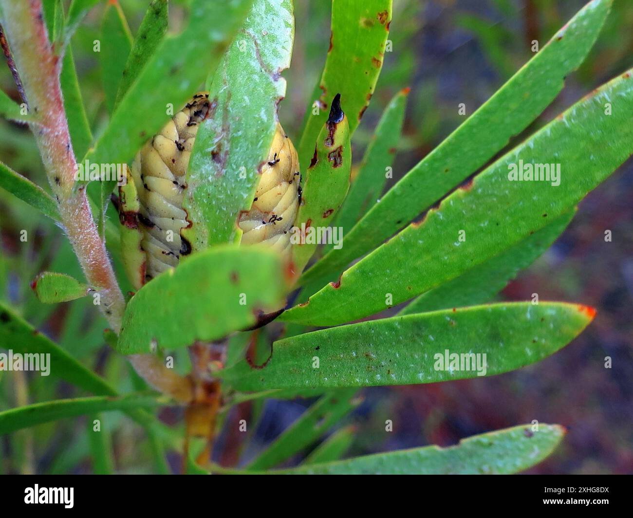 Gumleaf Conebush (Leucadendron eucalyptifolium Stock Photo - Alamy