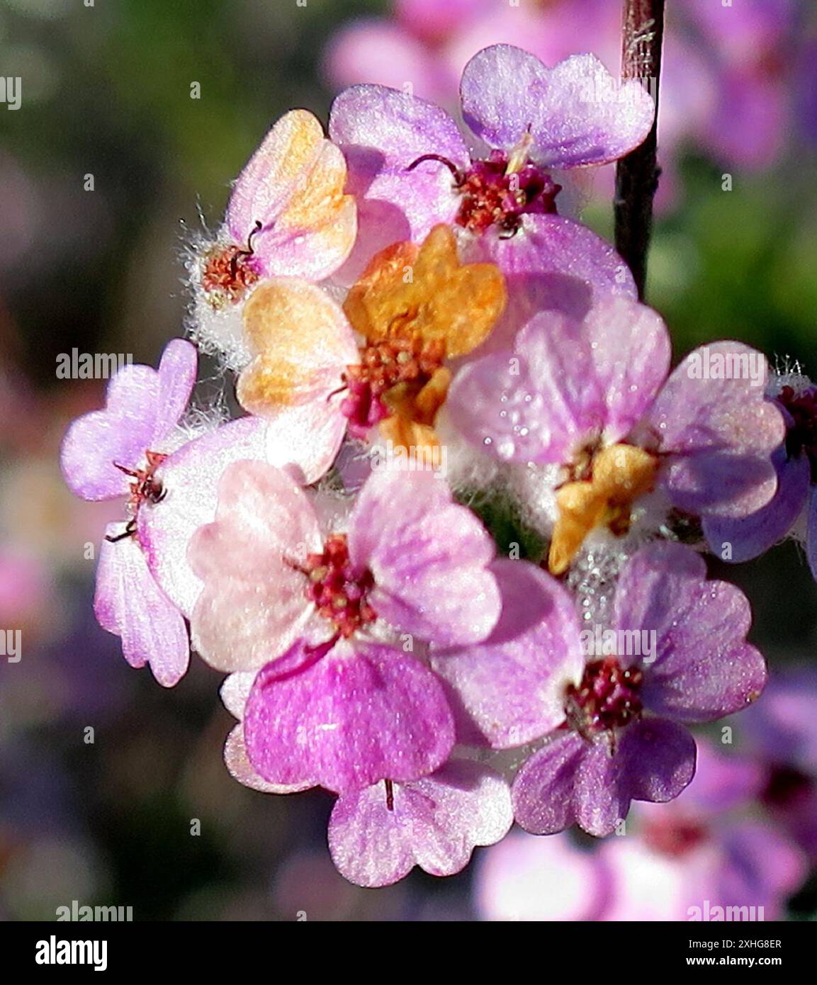 African Wild Rosemary (Eriocephalus africanus africanus Stock Photo - Alamy