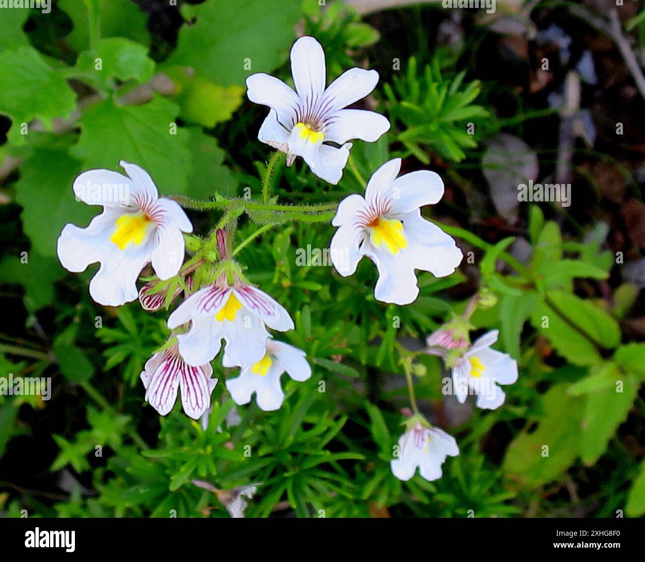 Common Lionface (Nemesia affinis Stock Photo - Alamy