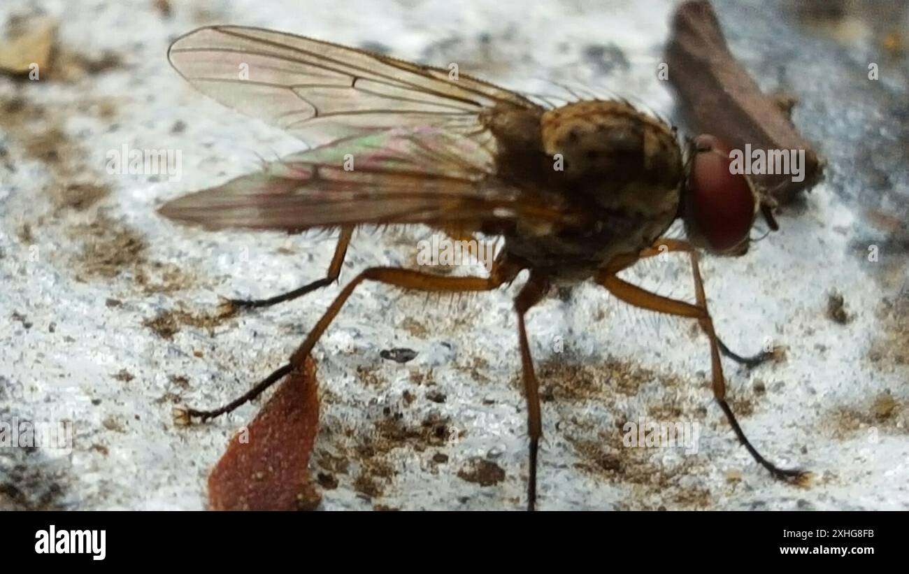 Root-maggot Flies (Anthomyiidae Stock Photo - Alamy