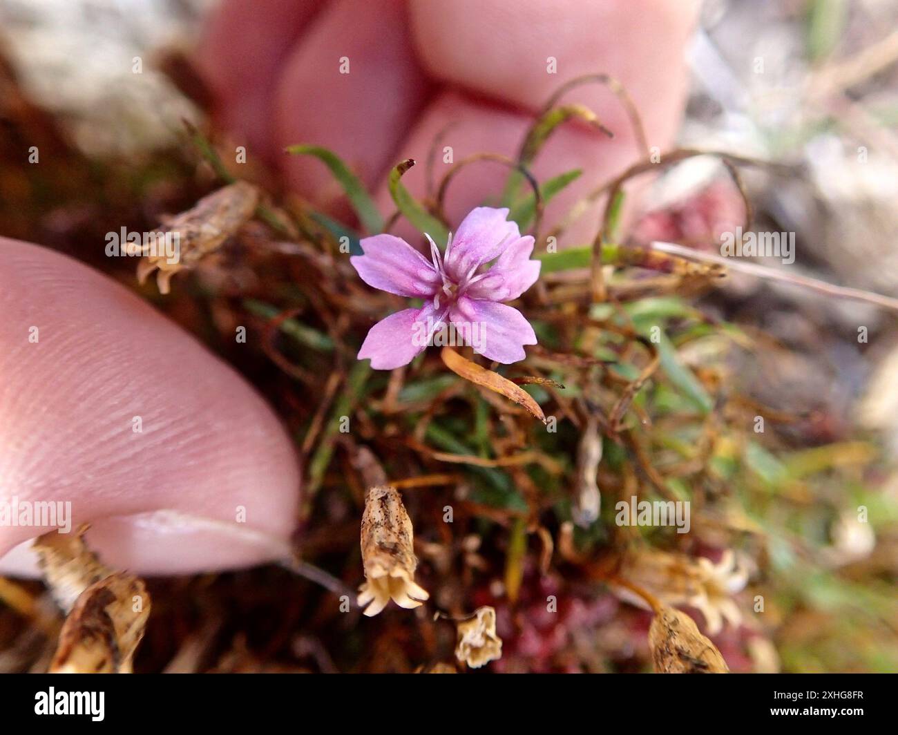 Moss Campion (Silene acaulis Stock Photo - Alamy