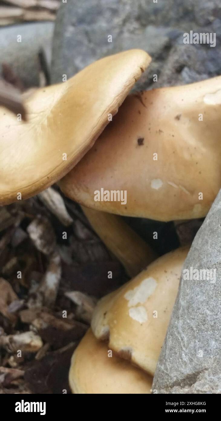 Spring Fieldcap (Agrocybe praecox Stock Photo - Alamy