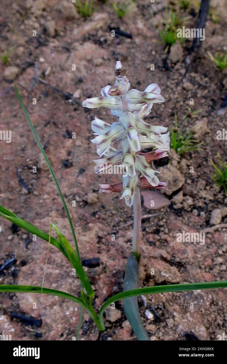 Cape Cowslips (Lachenalia Stock Photo - Alamy