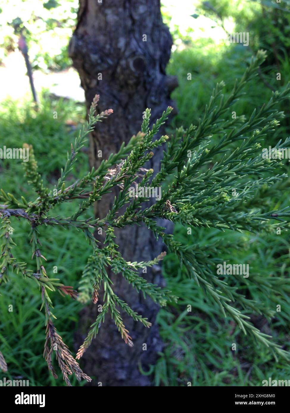 cypress family (Cupressaceae Stock Photo - Alamy