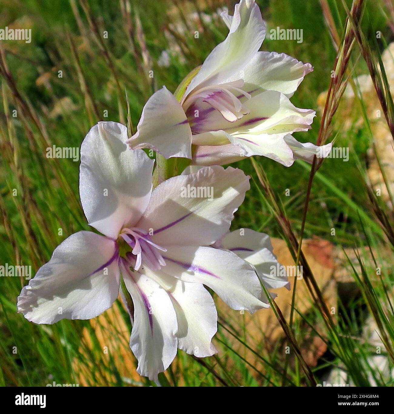 Common Swordlily (Gladiolus floribundus Stock Photo - Alamy
