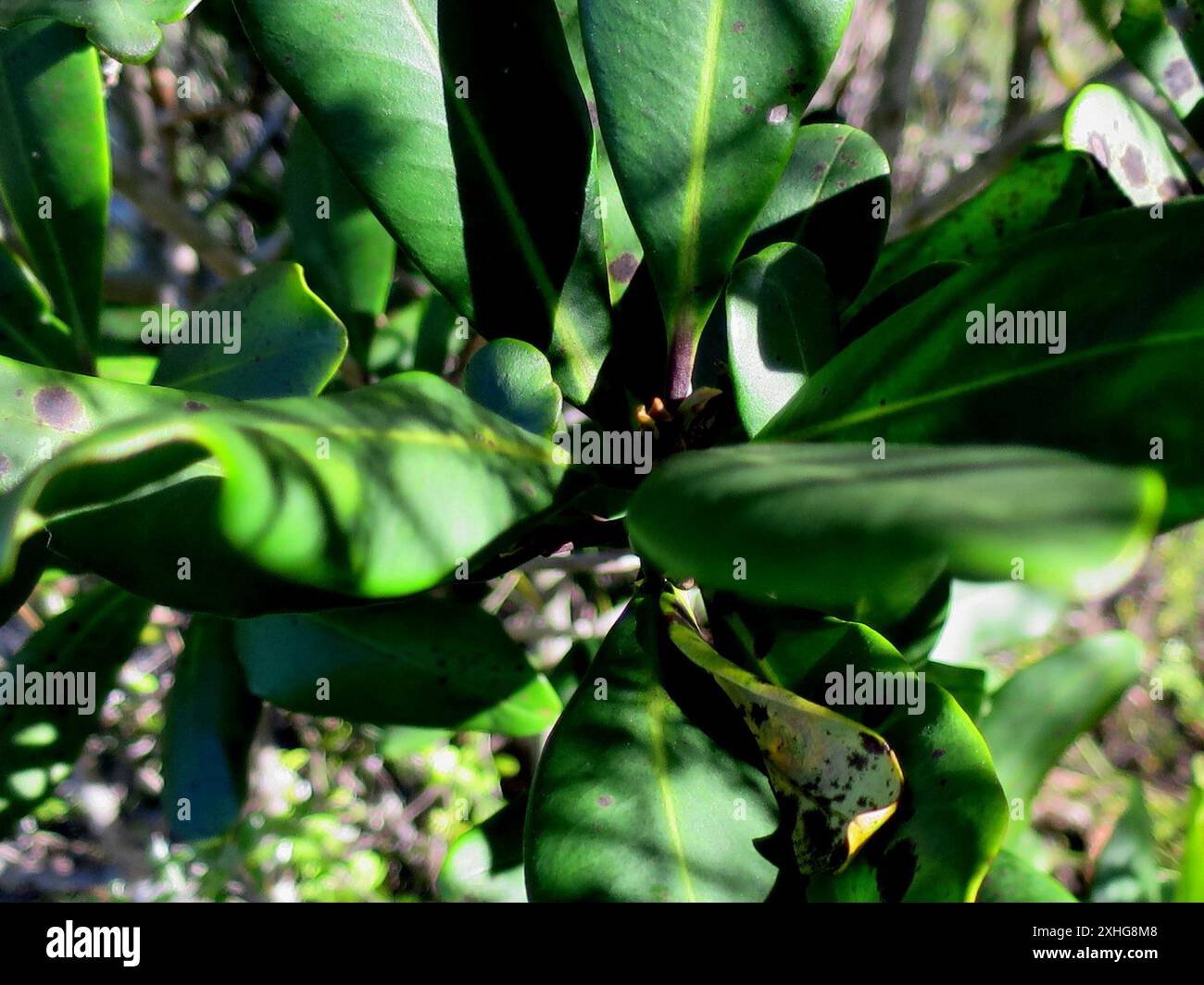 Cape beech (Rapanea melanophloeos Stock Photo - Alamy