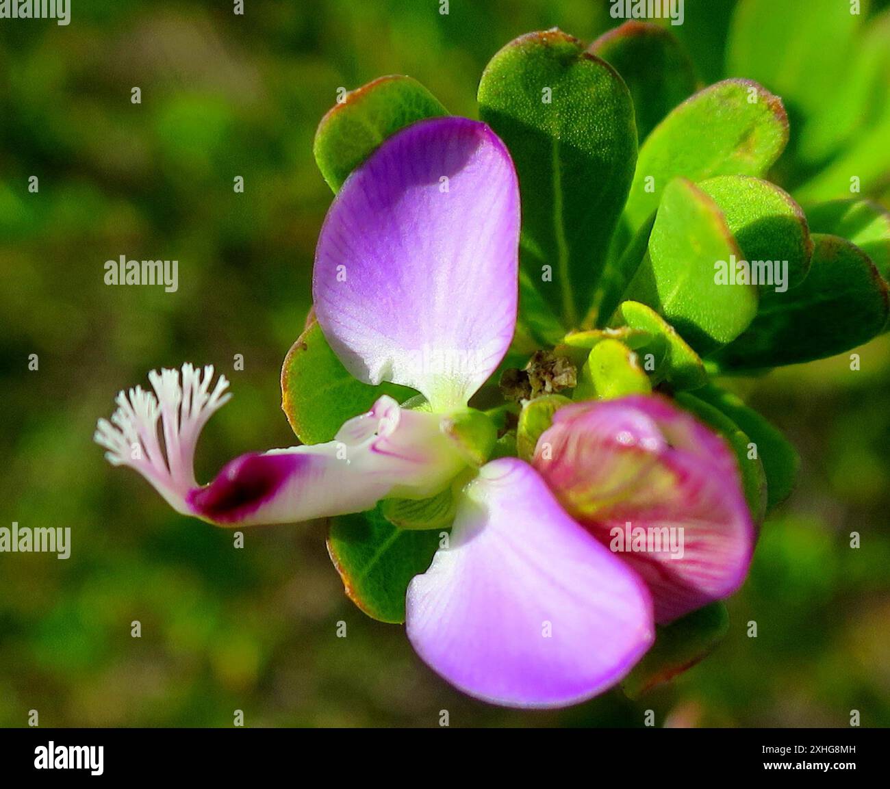 Septemberbush (Polygala myrtifolia myrtifolia Stock Photo - Alamy