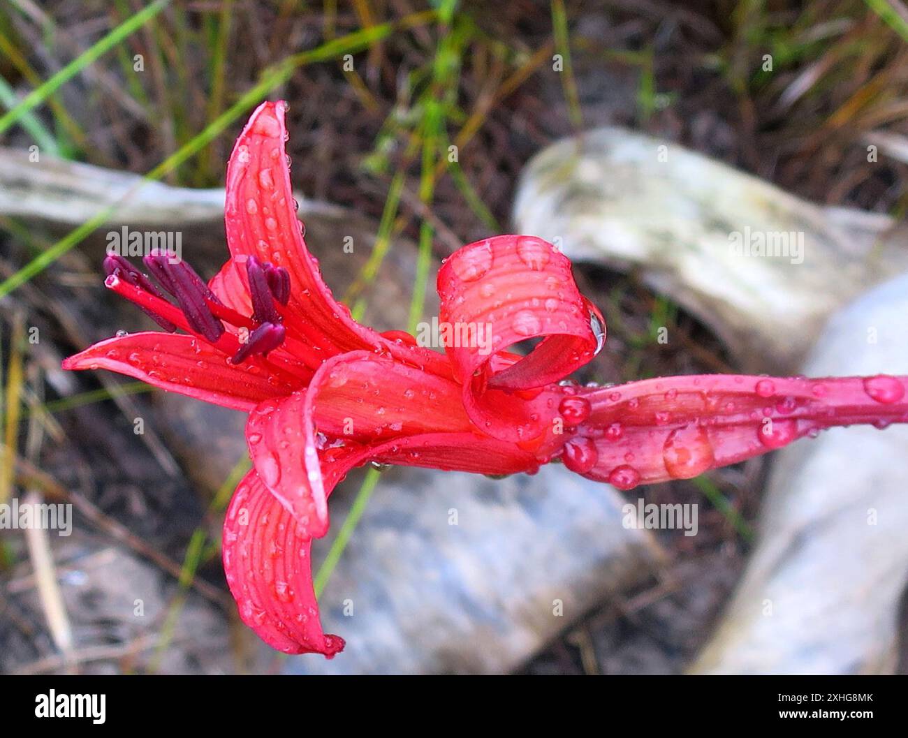 Brunsvigia orientalis hi-res stock photography and images - Alamy