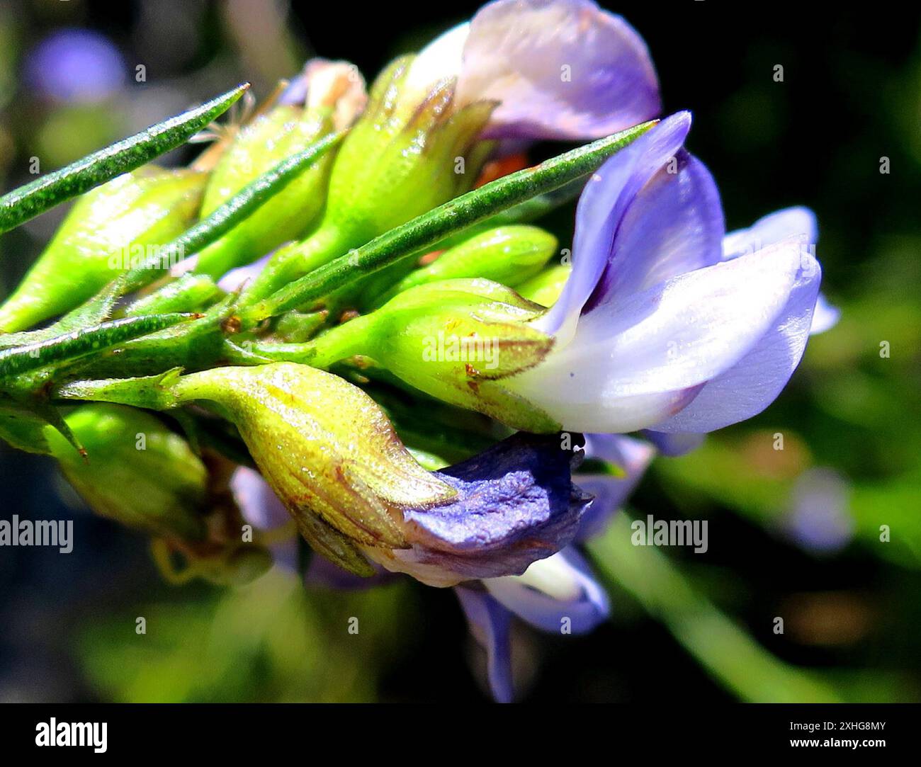 Old Tramp Fountainbush (Psoralea diturnerae Stock Photo - Alamy