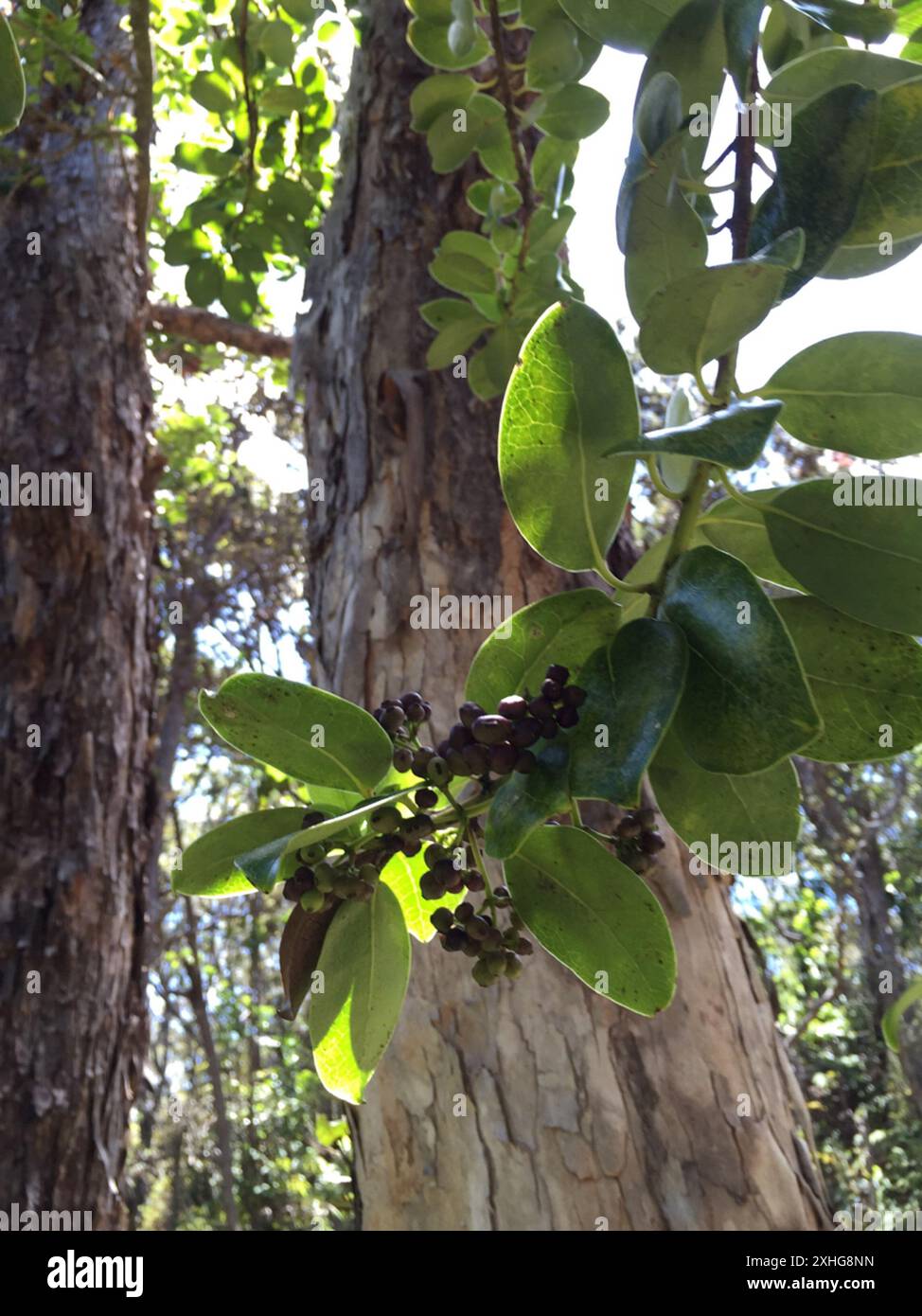 Ilex anomala hi-res stock photography and images - Alamy