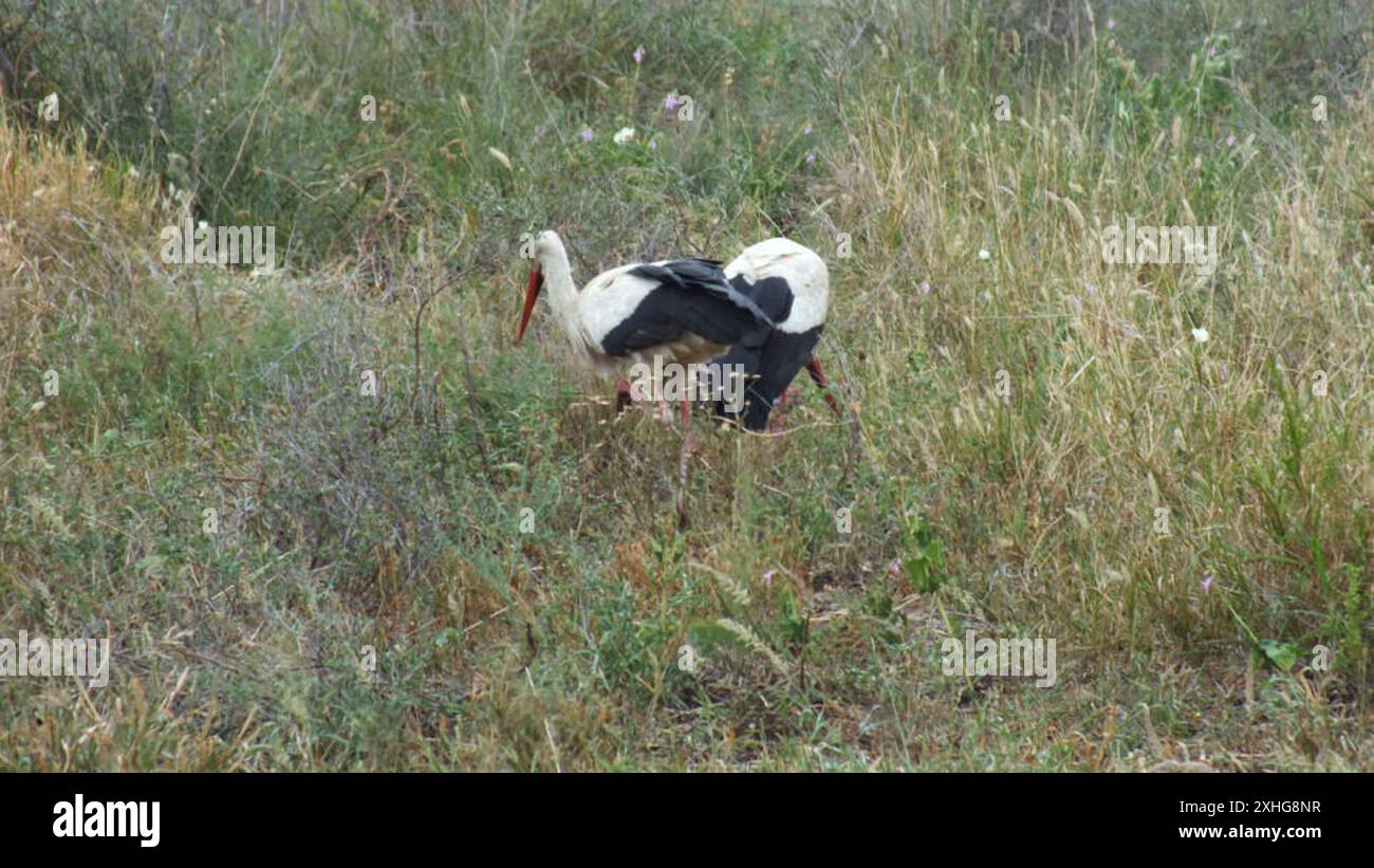 European White Stork (Ciconia ciconia ciconia Stock Photo - Alamy