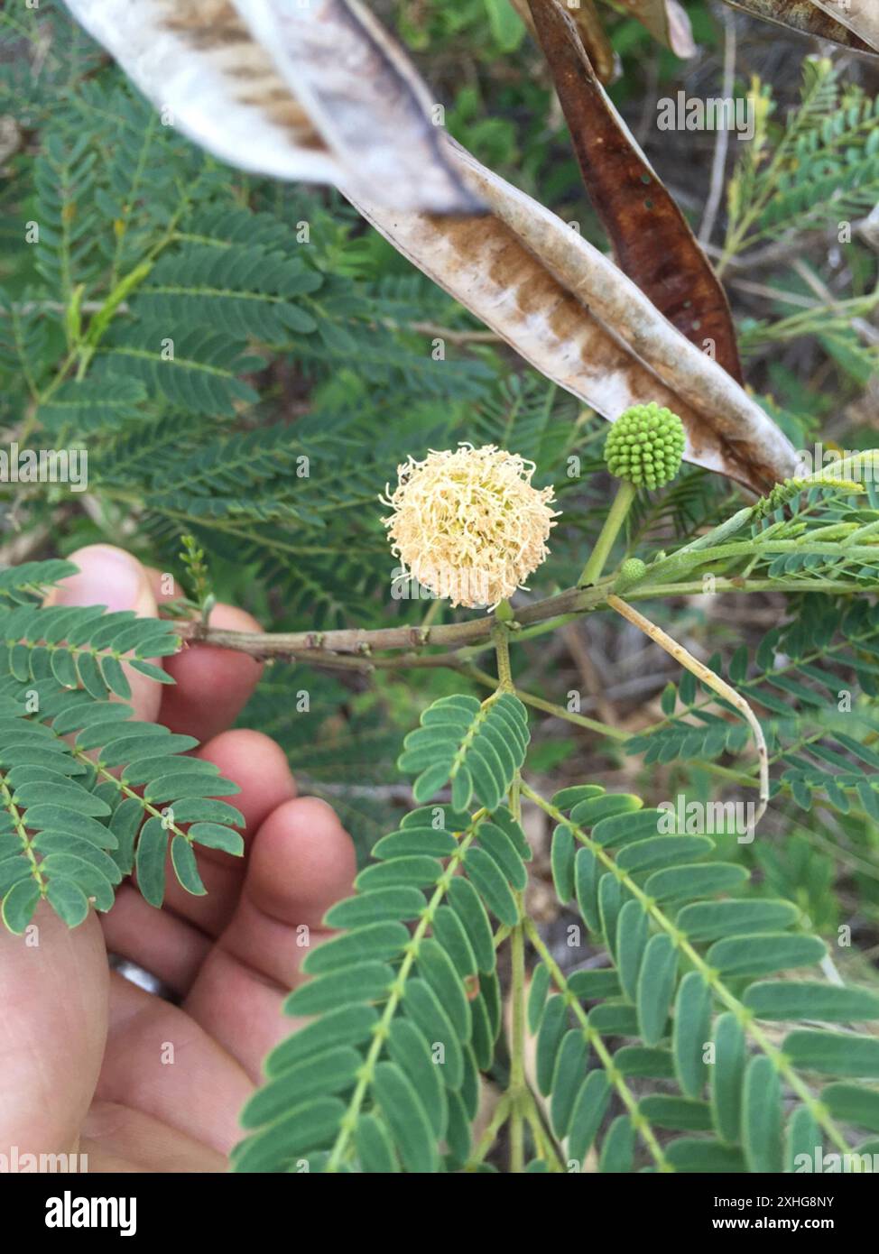 White leadtree (Leucaena leucocephala Stock Photo - Alamy
