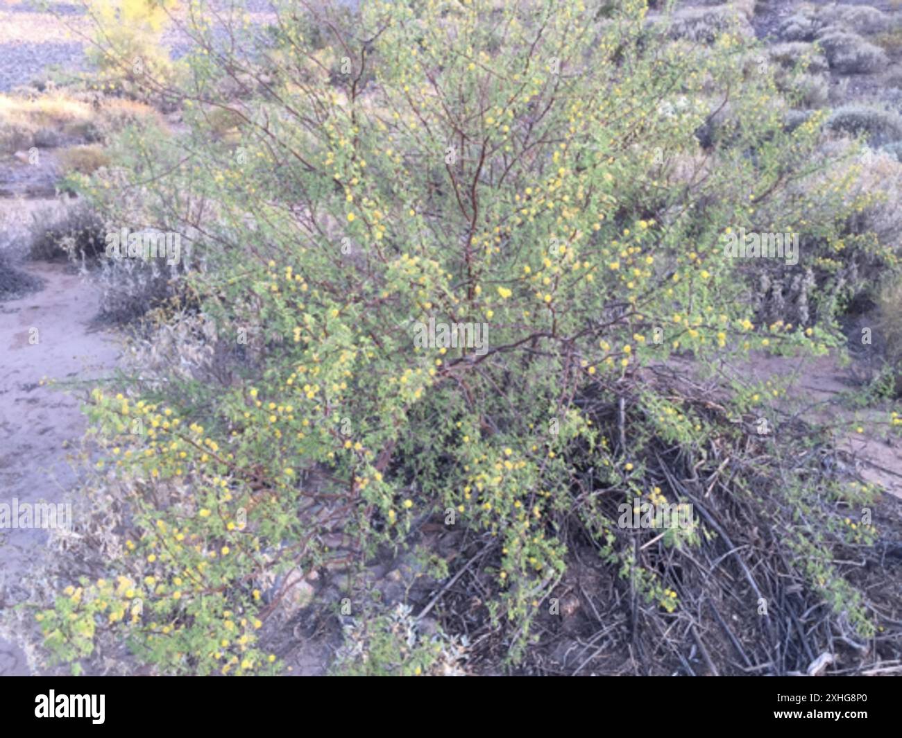 whitethorn acacia (Vachellia constricta Stock Photo - Alamy