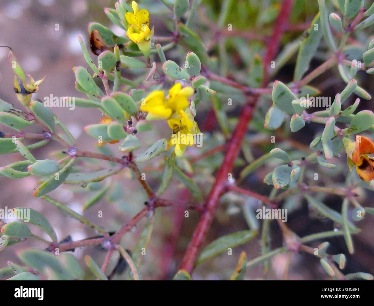 Common Cape Widowpea (Rafnia capensis capensis Stock Photo - Alamy