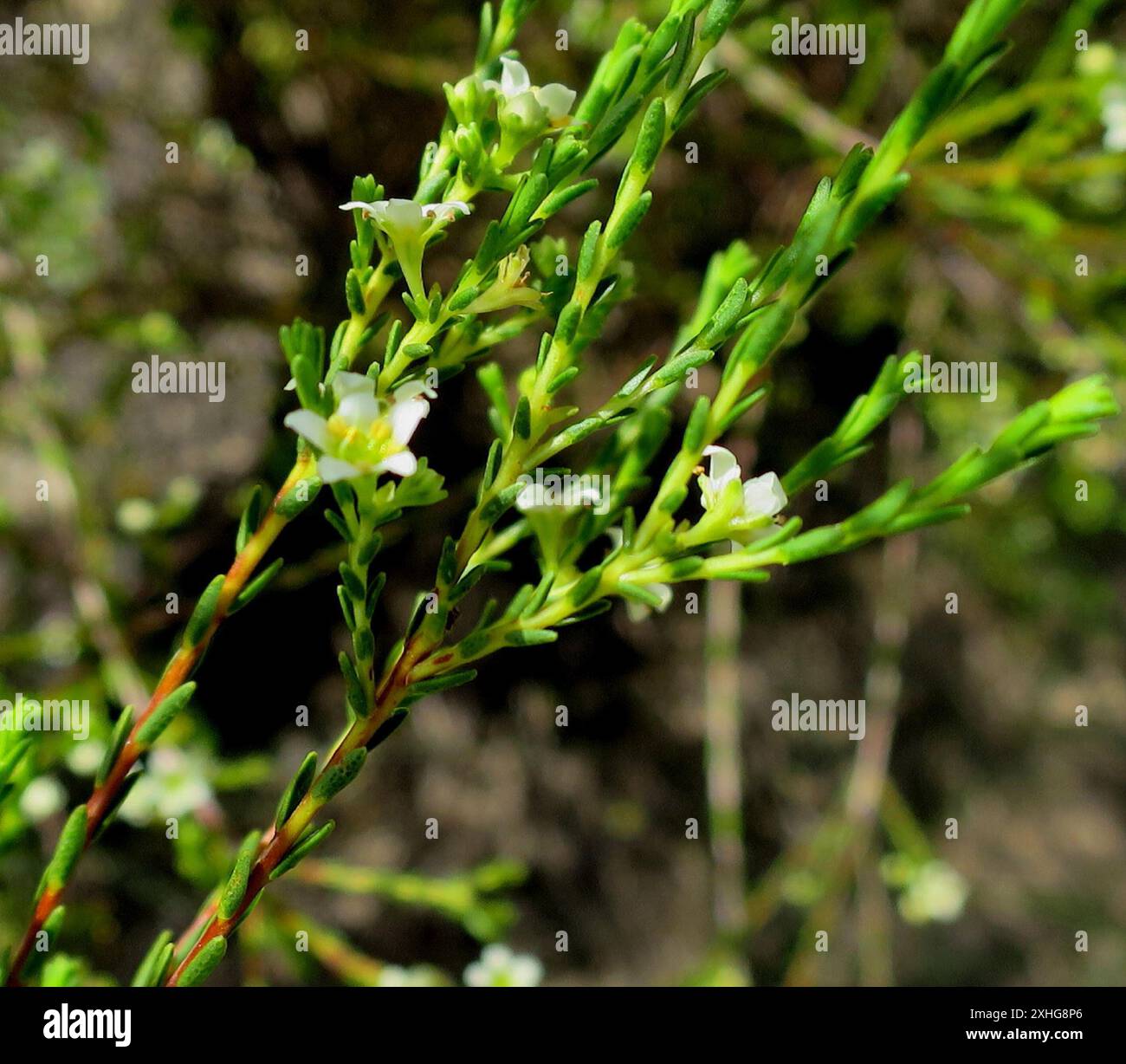 Gum Bitterbuchu (Diosma prama Stock Photo - Alamy