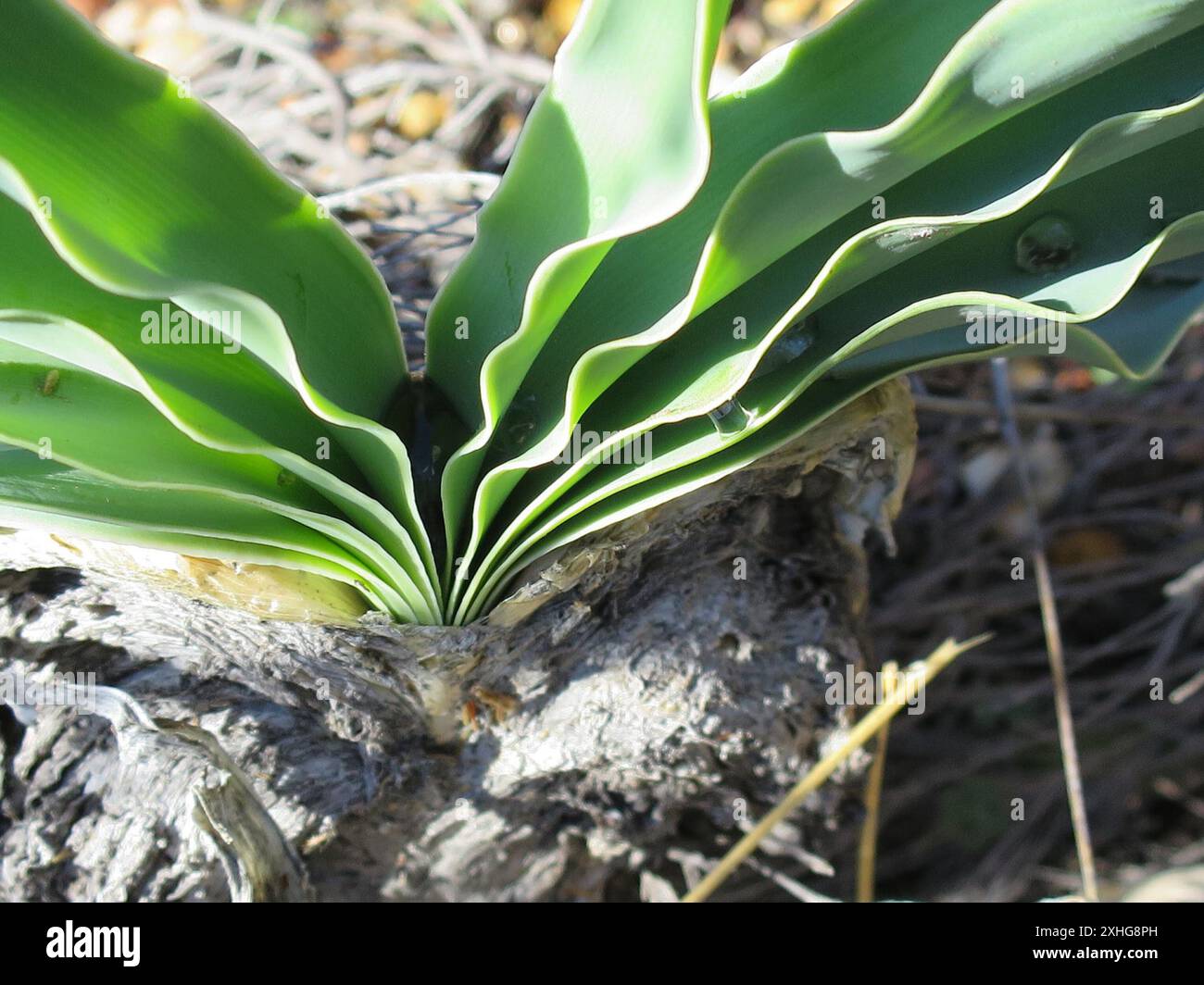 Poison-bulb (Boophone disticha Stock Photo - Alamy