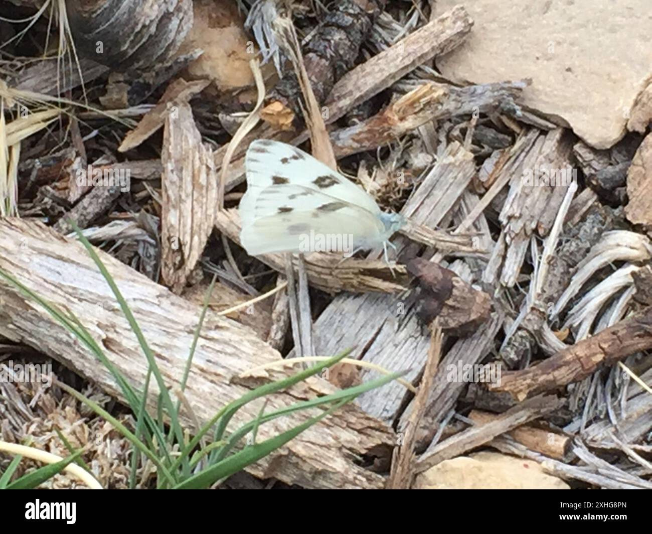 Checkered White (Pontia protodice Stock Photo - Alamy