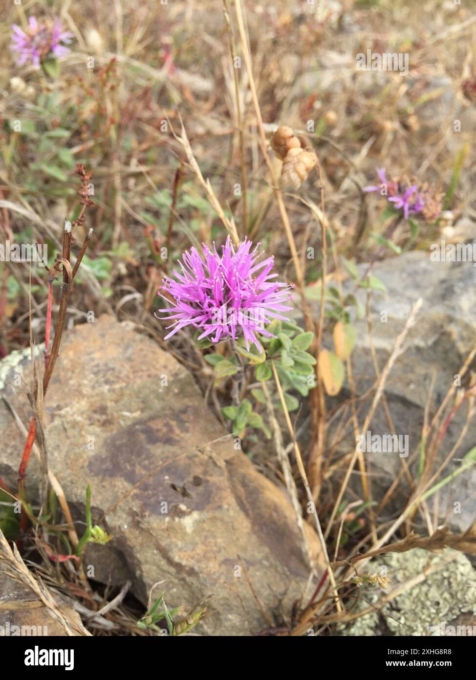 San Antonio Hills Monardella (Monardella villosa villosa Stock Photo ...