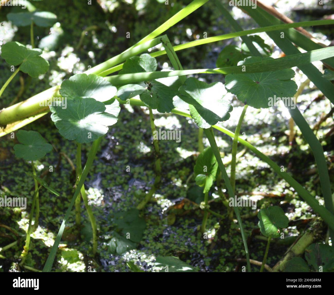 floating marsh pennywort (Hydrocotyle ranunculoides Stock Photo - Alamy