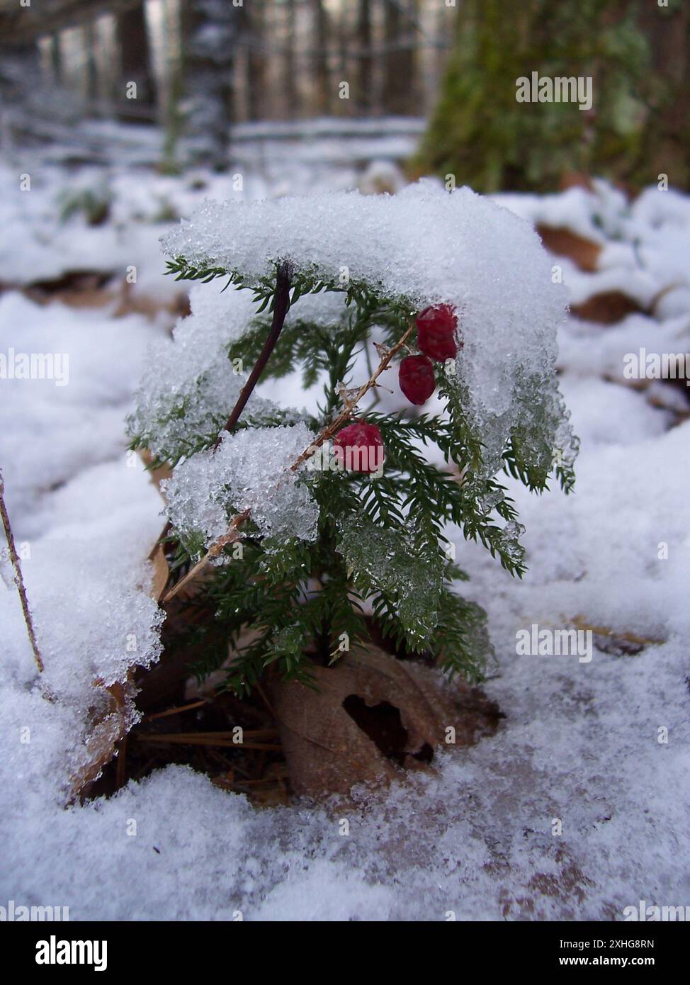 flat-branched tree-clubmoss (Dendrolycopodium obscurum Stock Photo - Alamy