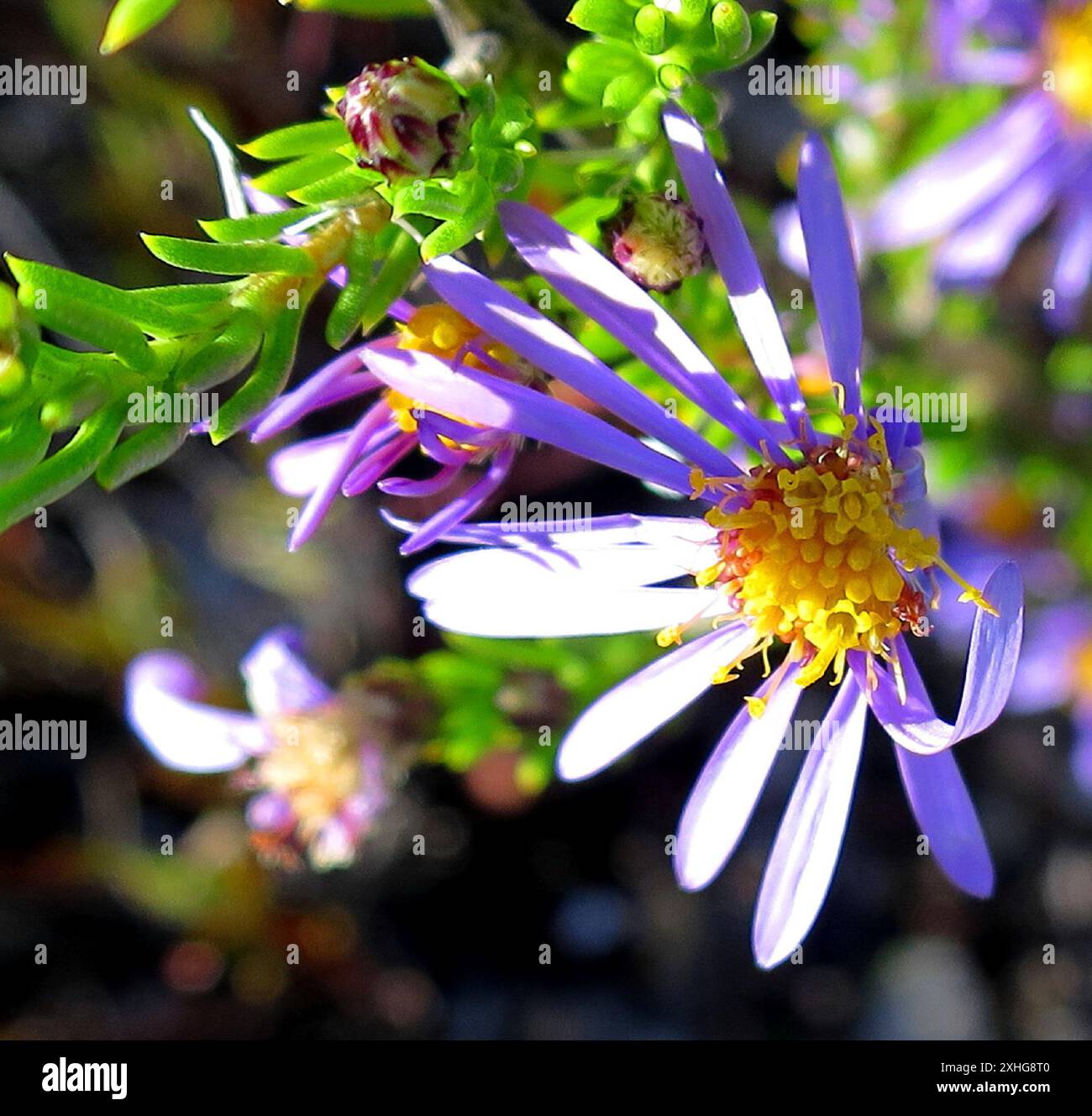 Common Fine Felicia (Felicia filifolia filifolia Stock Photo - Alamy