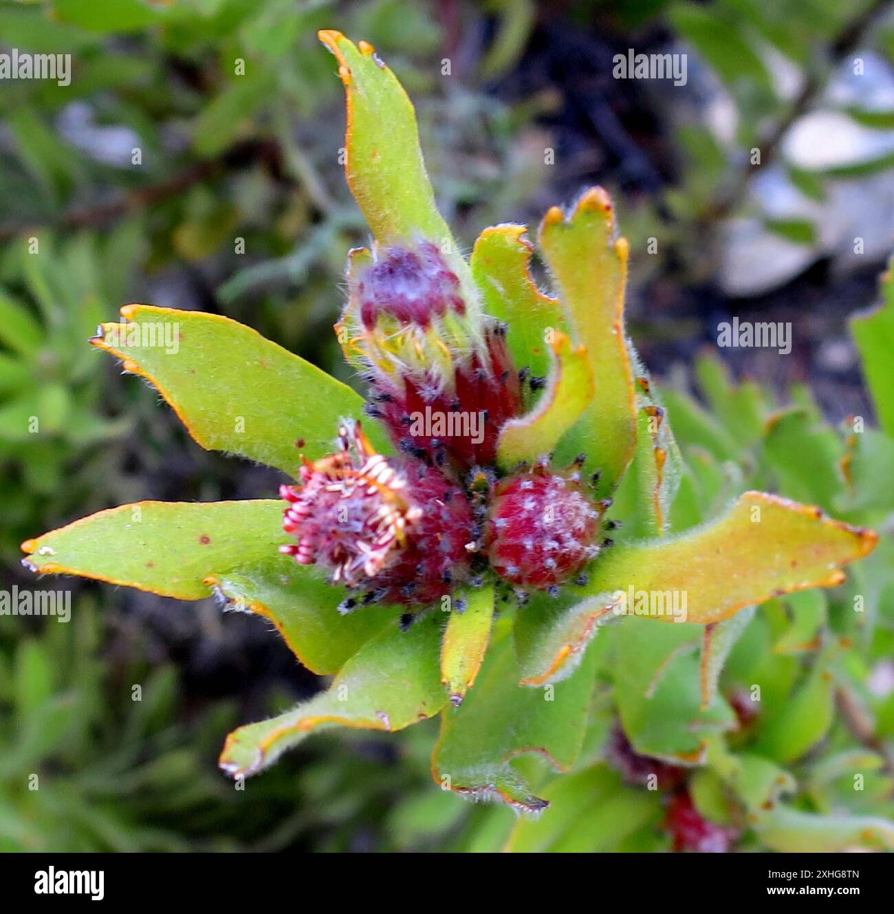 Oleifolium hi-res stock photography and images - Alamy