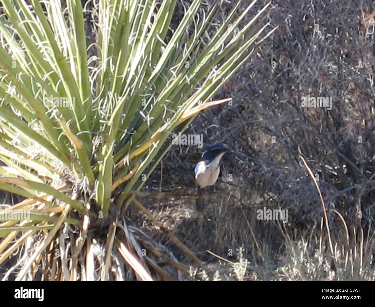 California Scrub-Jay (Aphelocoma californica Stock Photo - Alamy