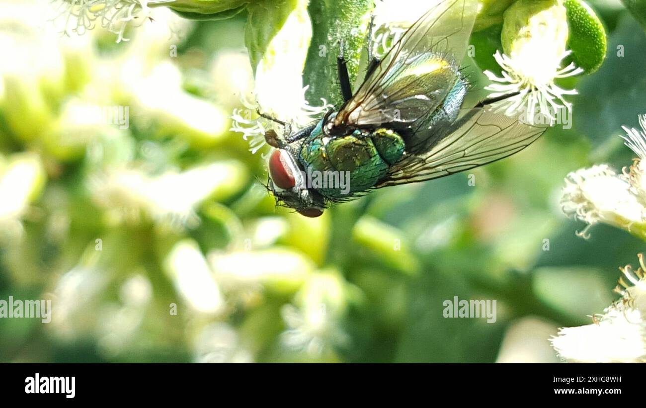 Common European Greenbottle Fly (Lucilia sericata Stock Photo - Alamy