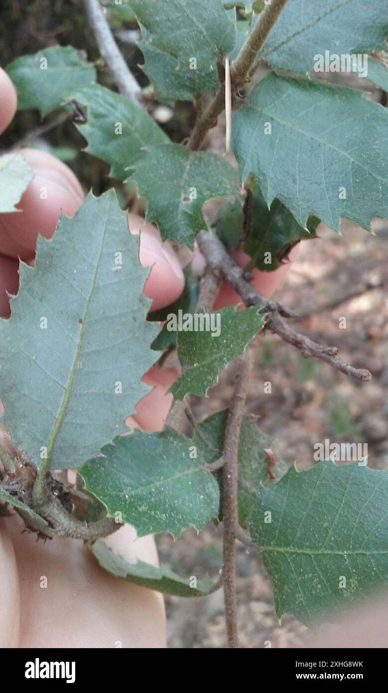 canyon live oak (Quercus chrysolepis Stock Photo - Alamy