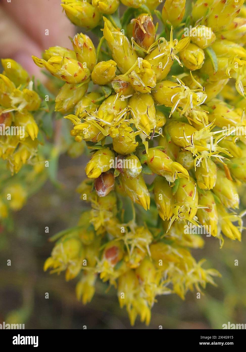 Spinning-top Conebush (Leucadendron rubrum Stock Photo - Alamy