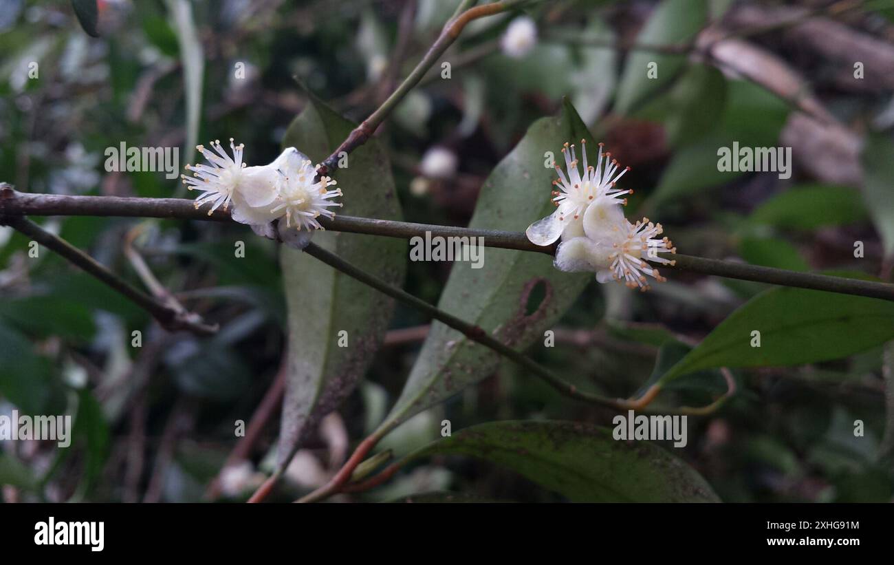 attorney tree family (Clusiaceae Stock Photo - Alamy