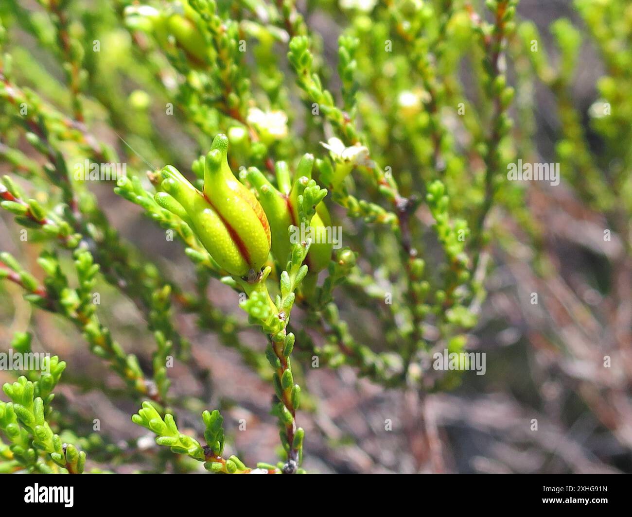 Gum Bitterbuchu (Diosma prama Stock Photo - Alamy