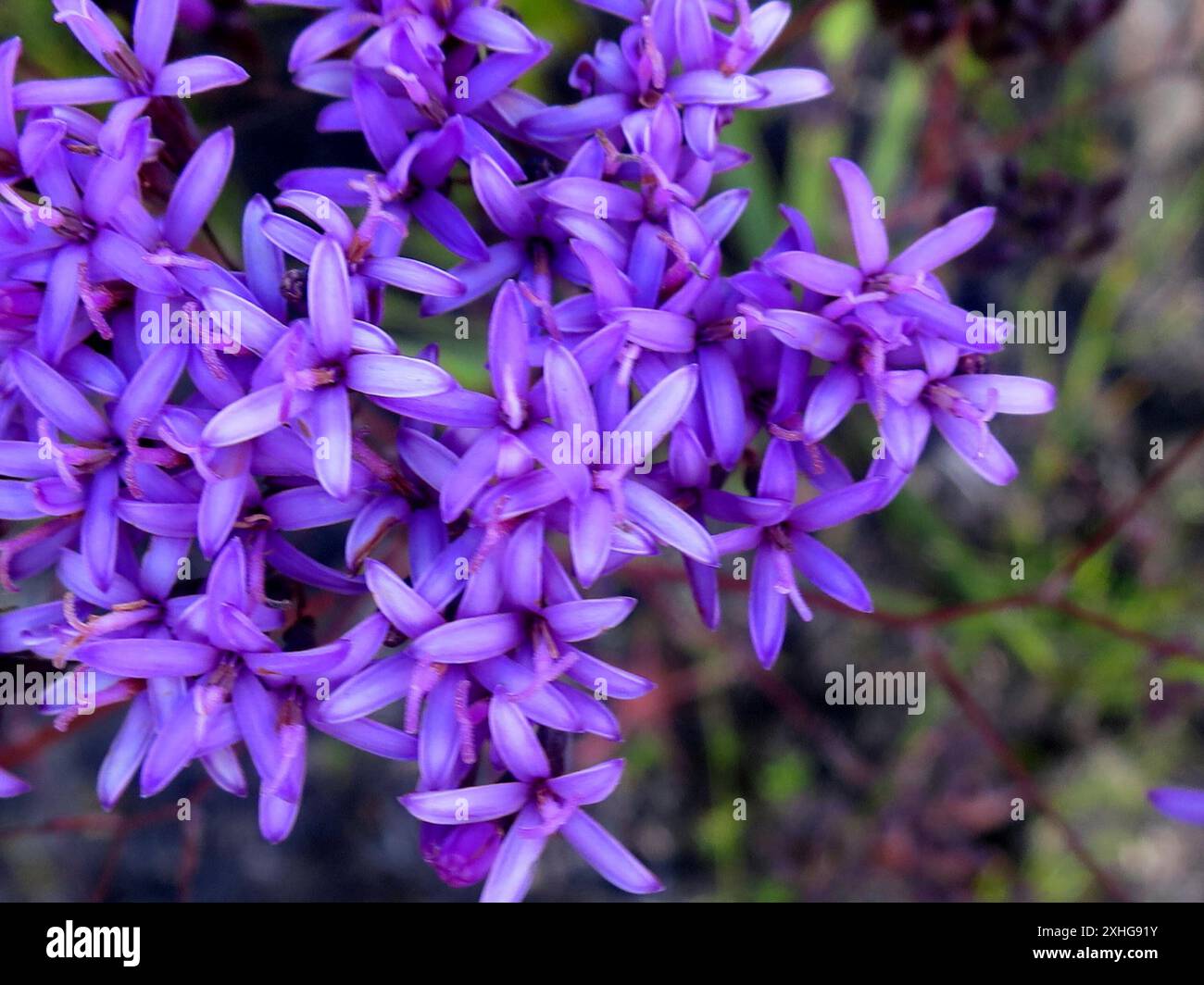 Corymbium hi-res stock photography and images - Alamy