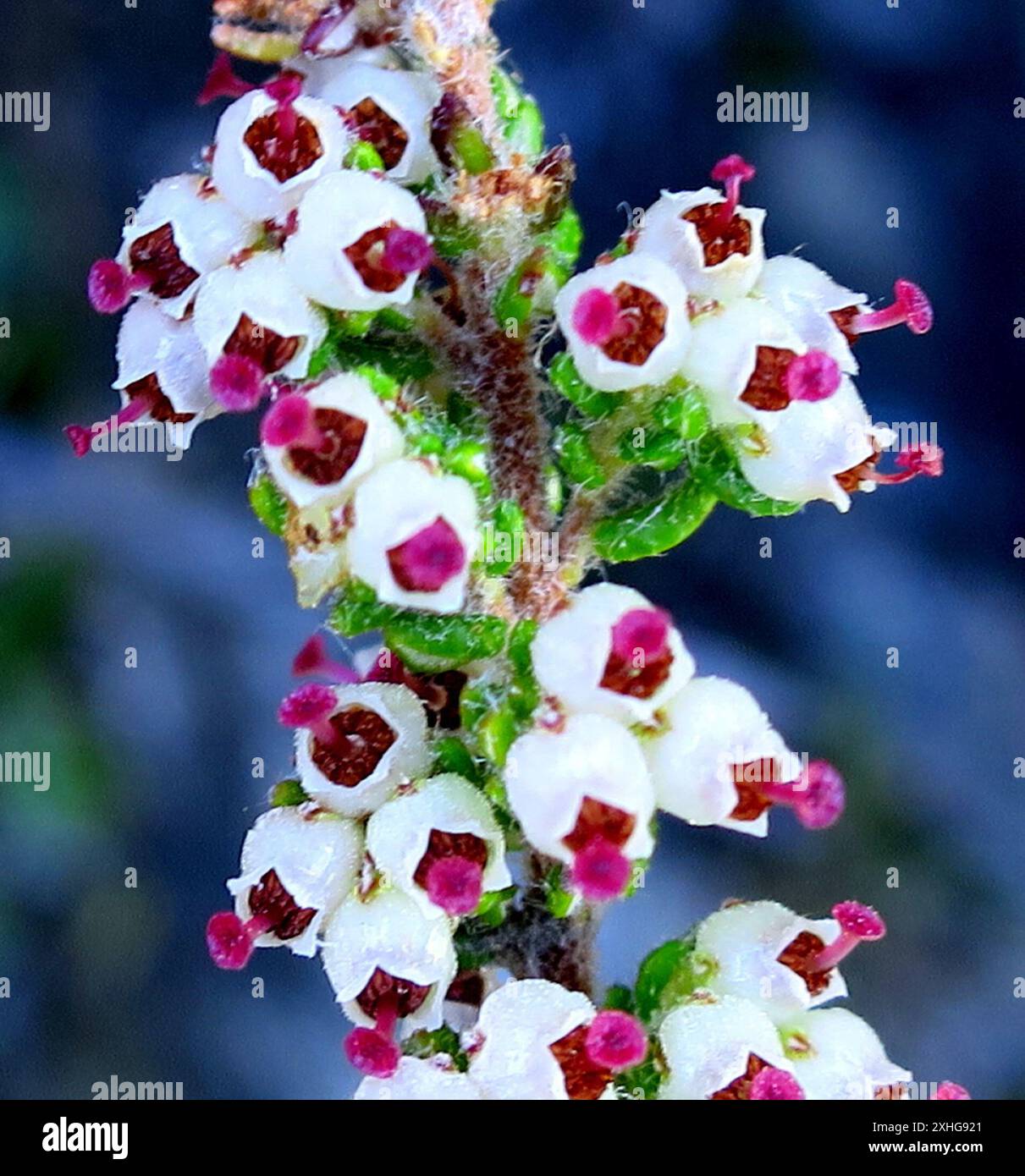 (Erica cordata cordata Stock Photo - Alamy