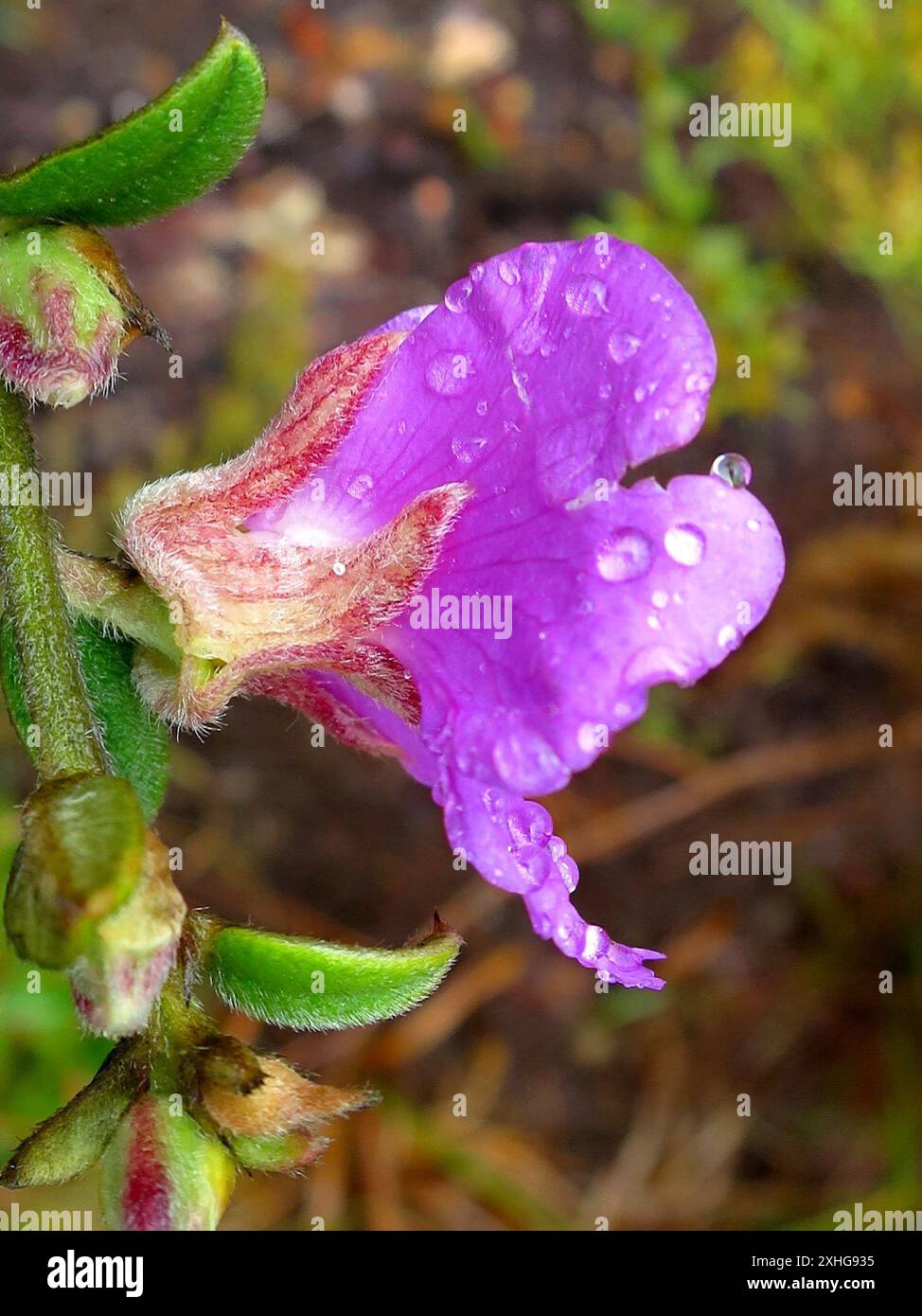 Hairy Capesweetpea (Podalyria burchellii Stock Photo - Alamy