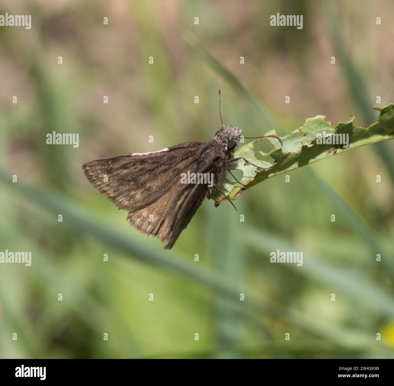 Meridian Duskywing (Erynnis meridianus Stock Photo - Alamy