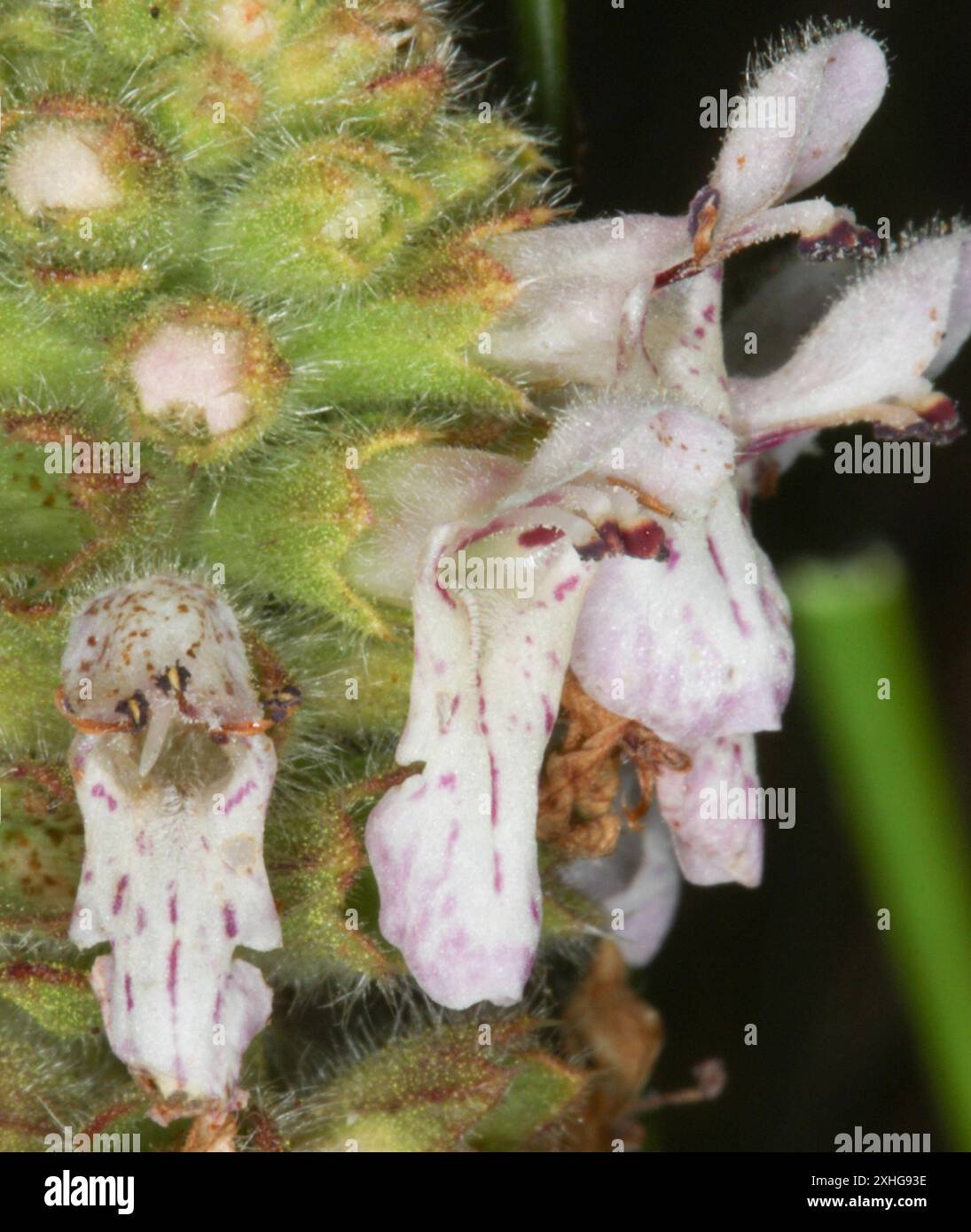 short-spiked hedge nettle (Stachys pycnantha Stock Photo - Alamy