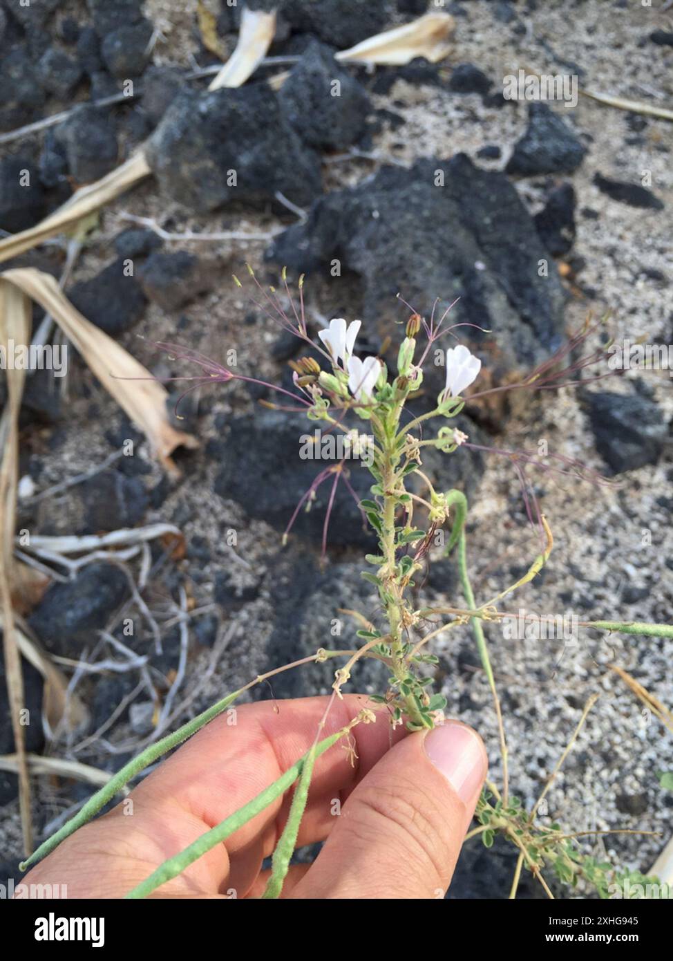 Spiderwisp (Cleome gynandra Stock Photo - Alamy