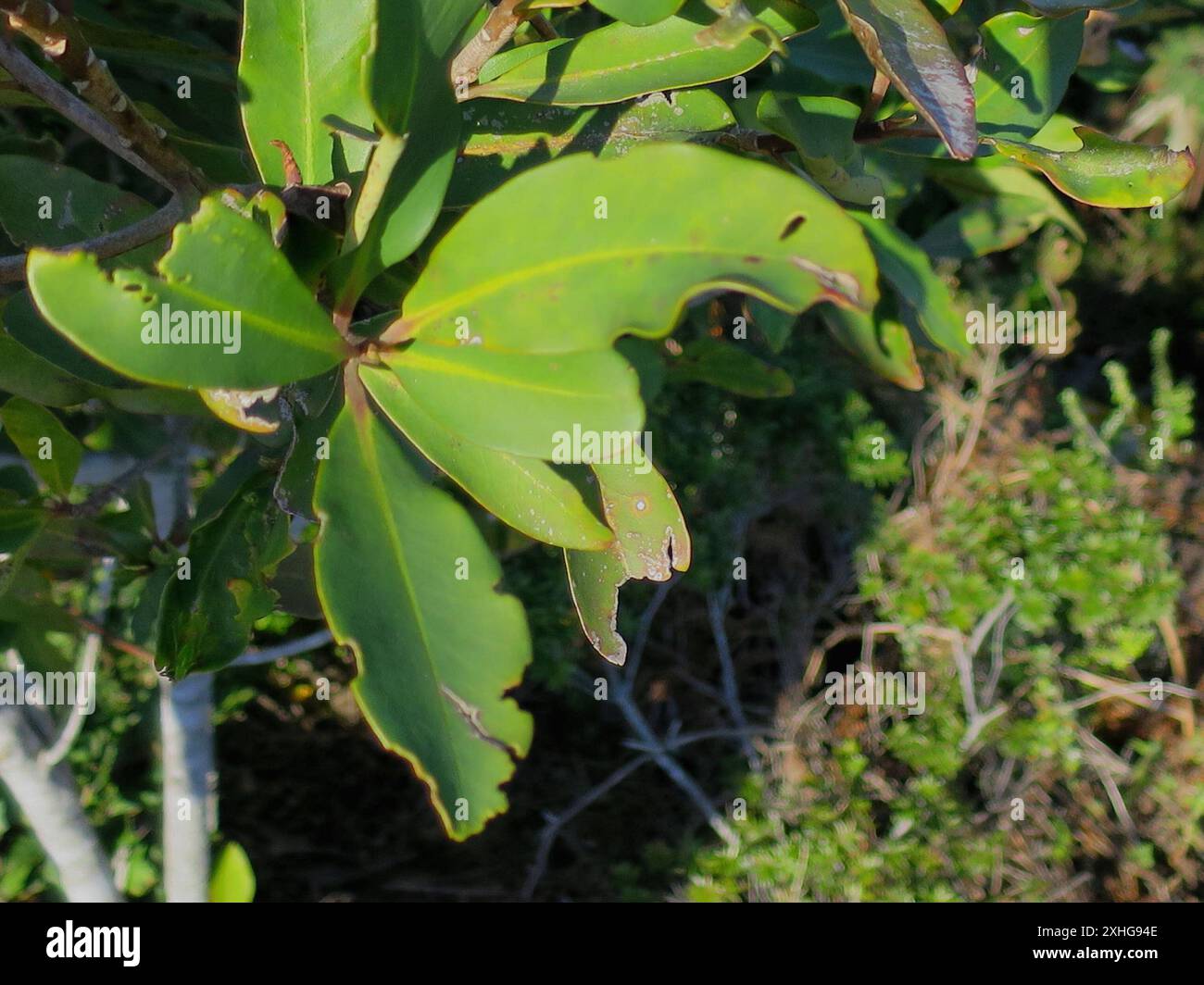 Cape beech (Rapanea melanophloeos Stock Photo - Alamy