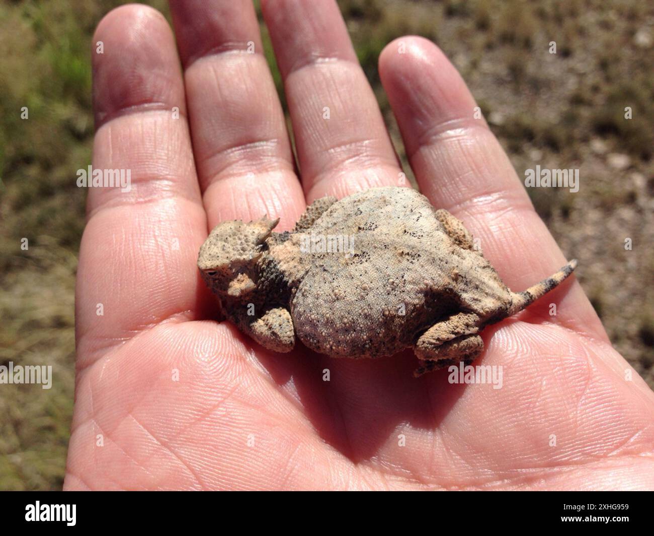 Roundtail Horned Lizard (Phrynosoma modestum Stock Photo - Alamy
