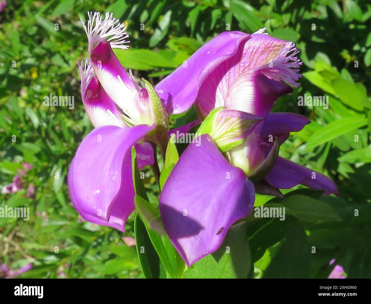 Septemberbush (Polygala myrtifolia myrtifolia Stock Photo - Alamy