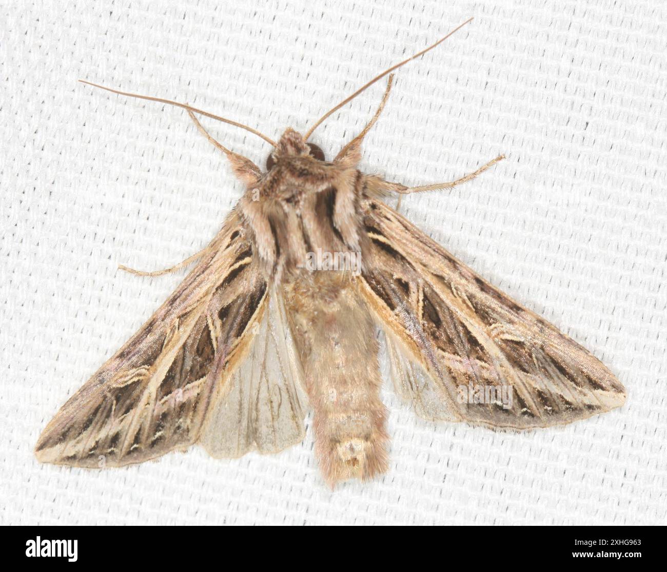 Girdler Moth (Dargida procinctus Stock Photo - Alamy