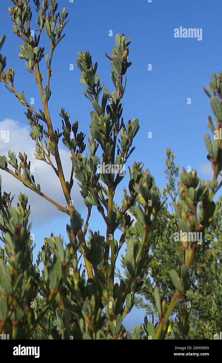 Vlei Honeybush (Cyclopia subternata Stock Photo - Alamy