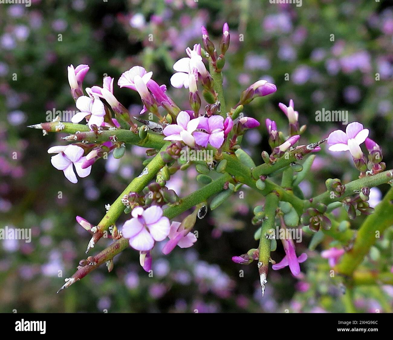 tortoise berry (Muraltia spinosa Stock Photo - Alamy