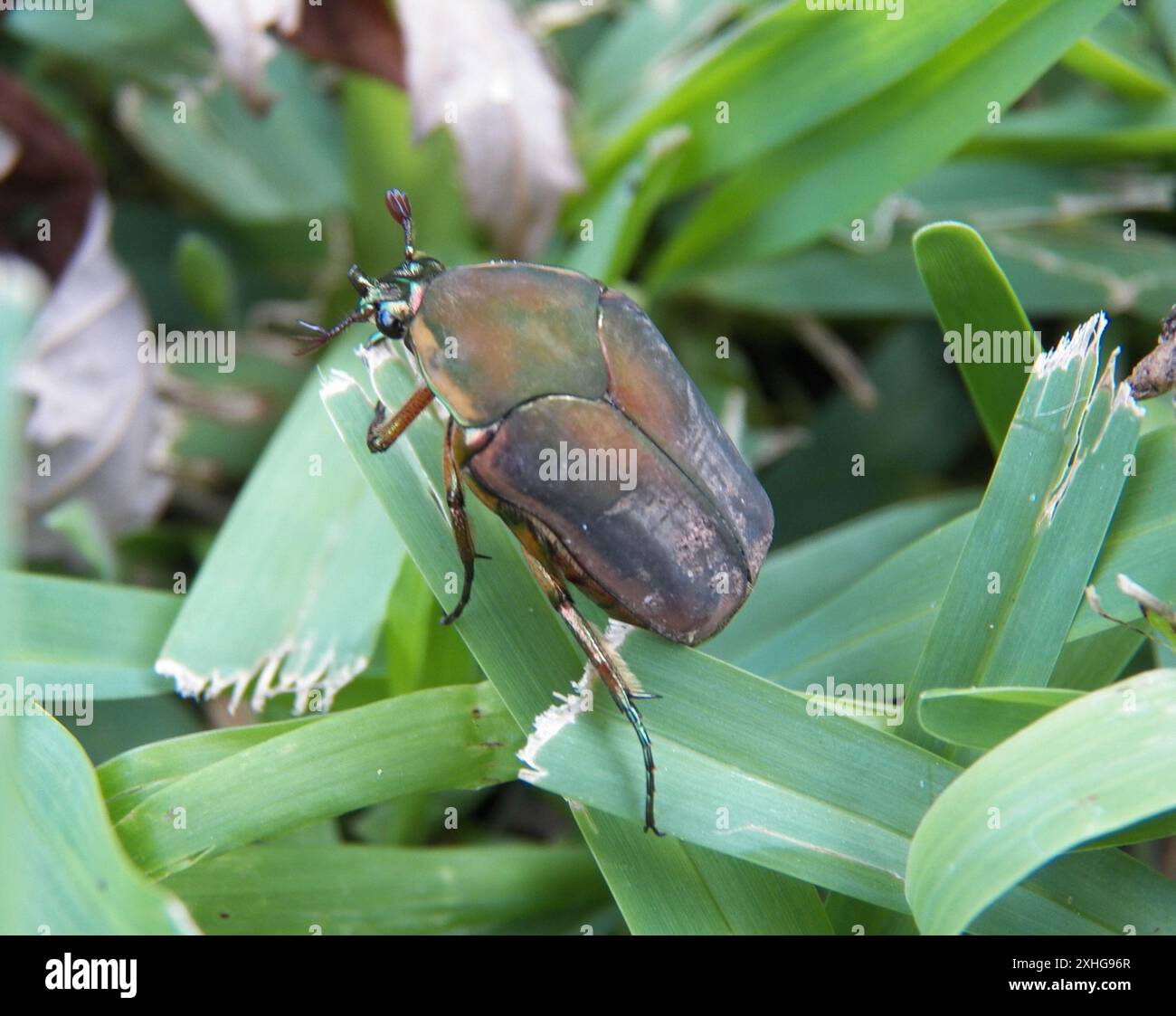 Common Green June Beetle (Cotinis nitida Stock Photo - Alamy