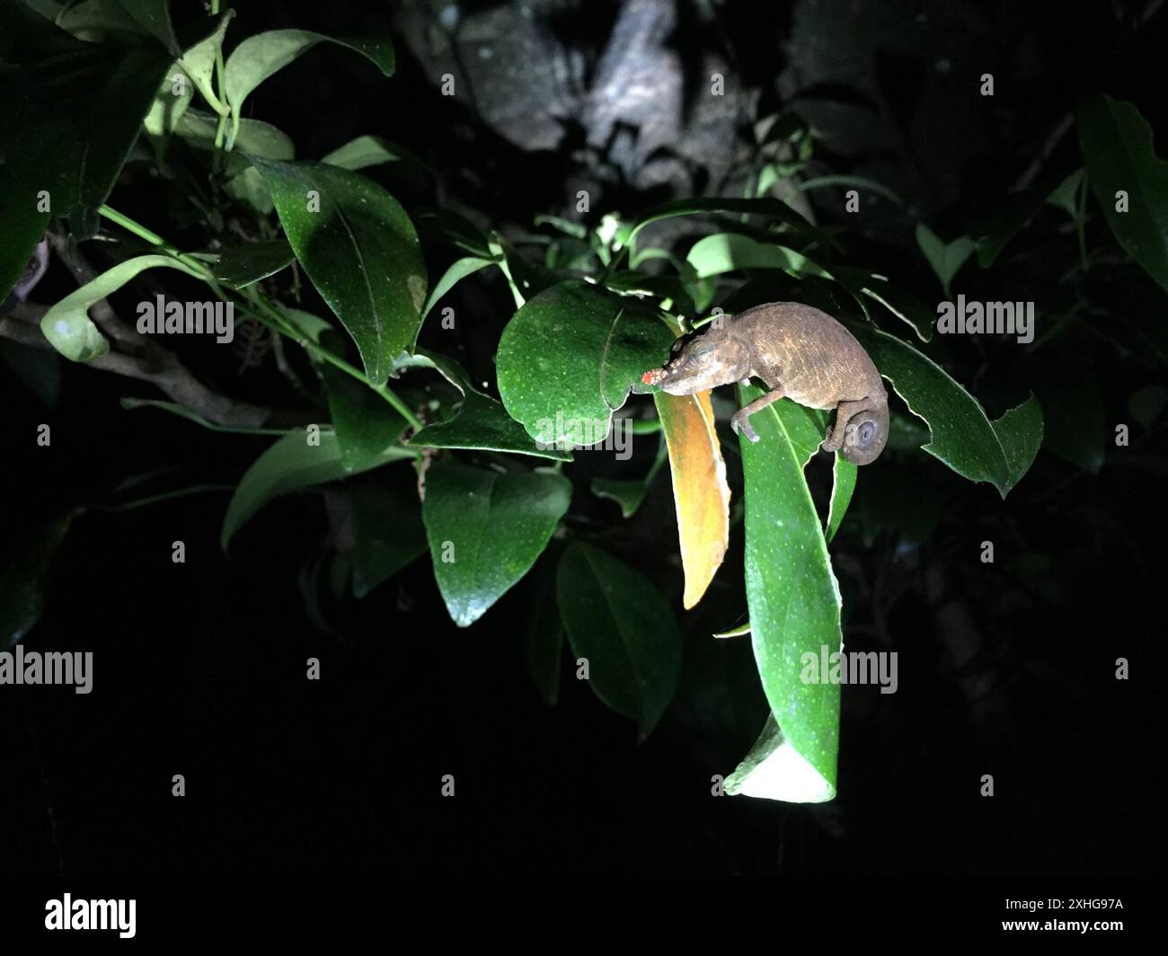 Lance nosed chameleon calumma gallus hi-res stock photography and ...
