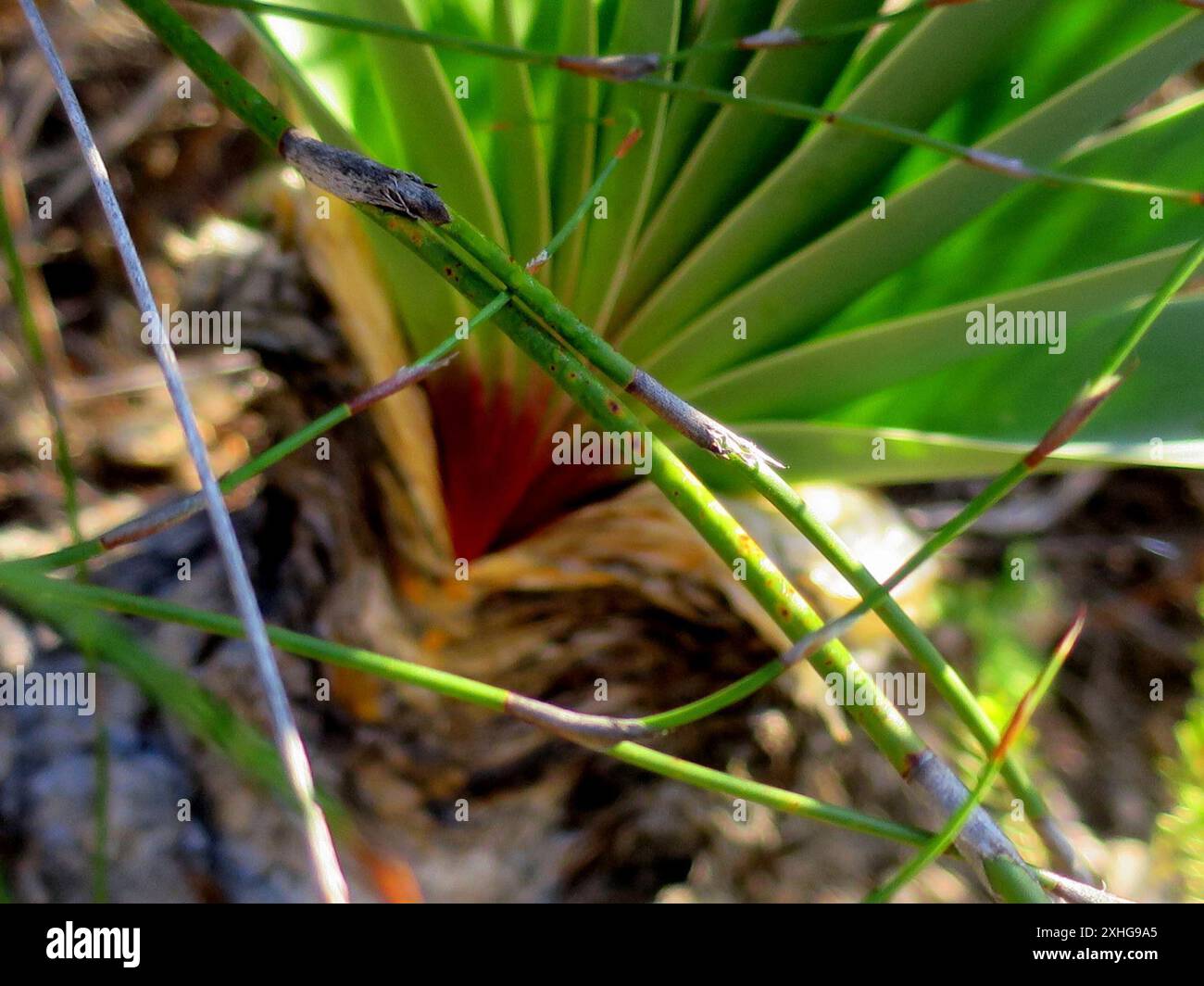 Poison-bulb (Boophone disticha Stock Photo - Alamy