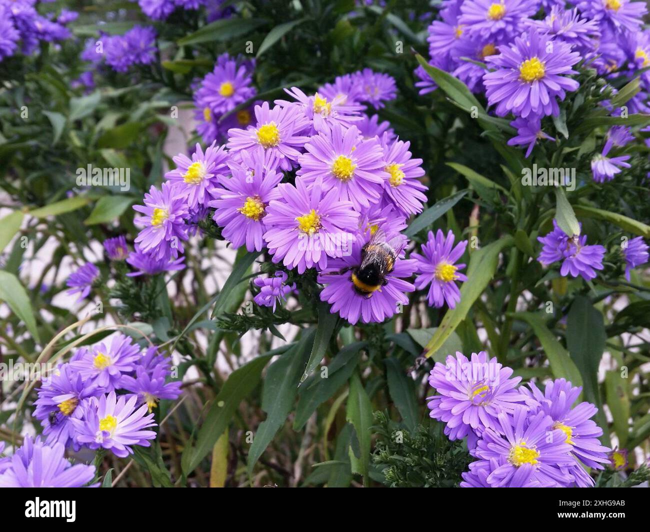 White-tailed Bumble Bee (Bombus lucorum Stock Photo - Alamy