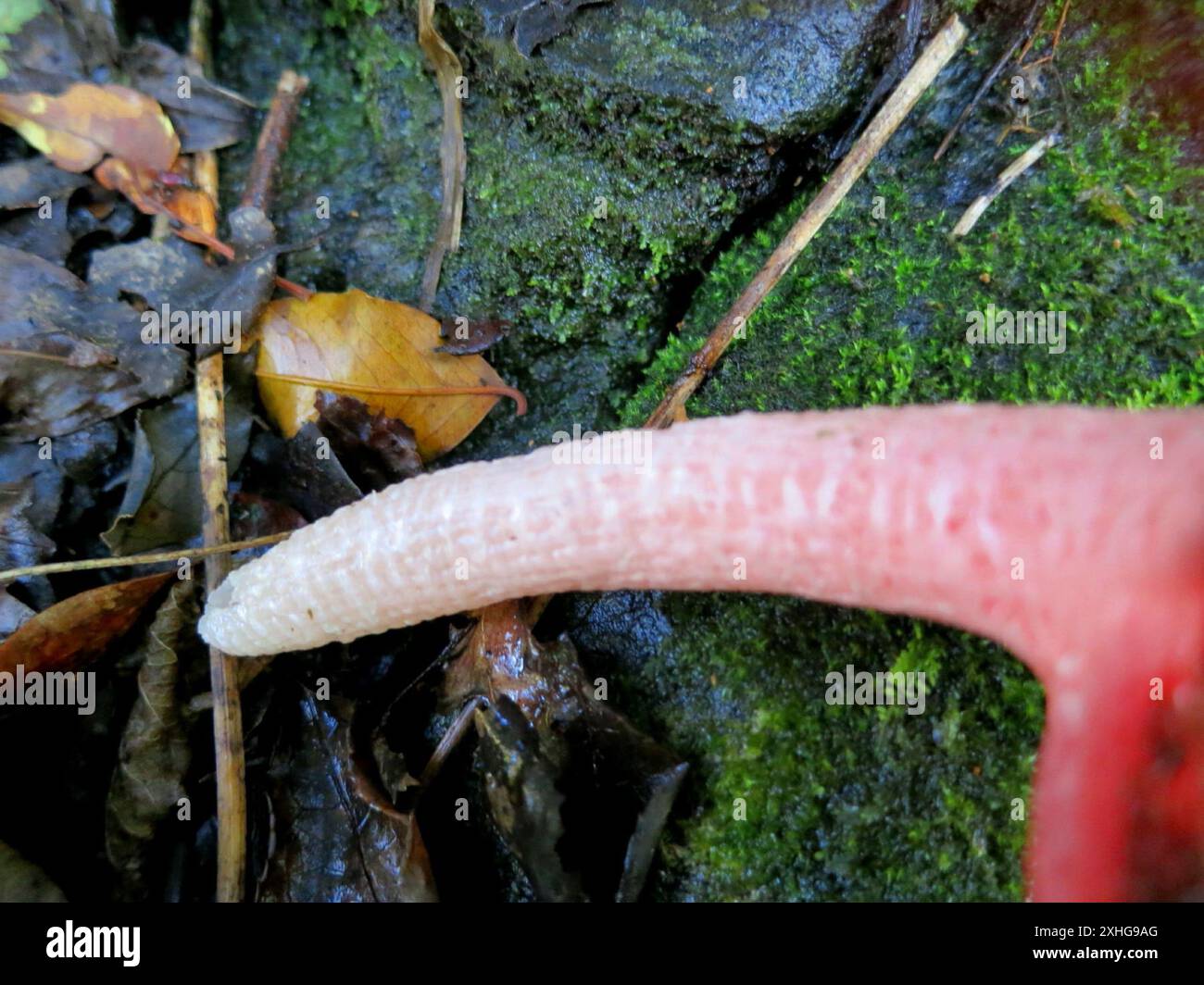 devil's-fingers (Clathrus archeri Stock Photo - Alamy