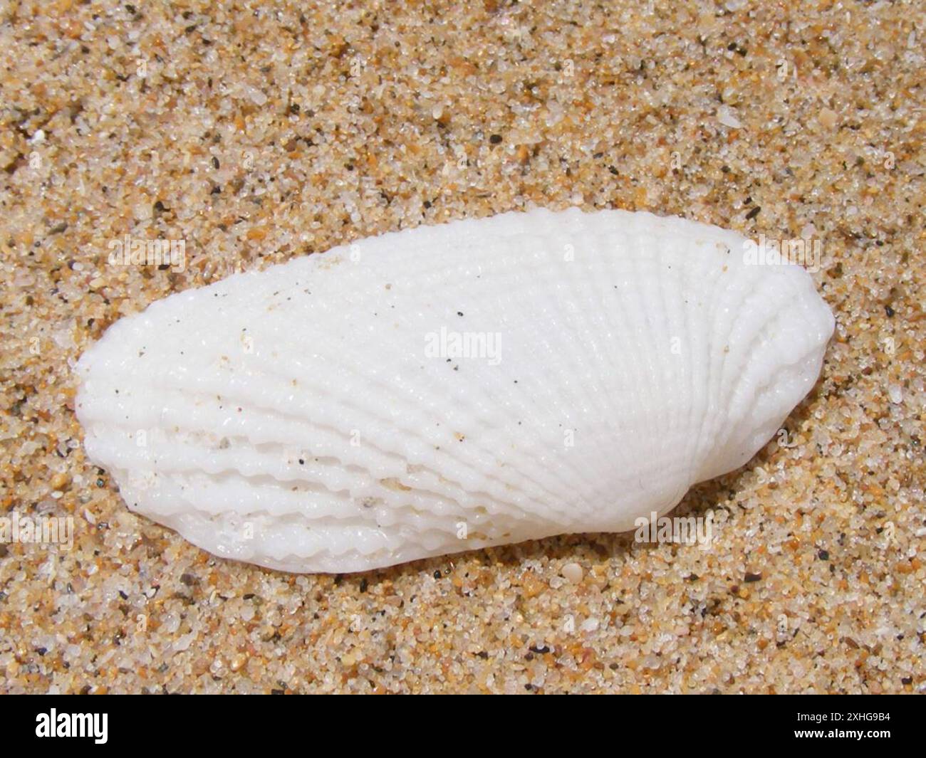 Barbatia hi-res stock photography and images - Alamy